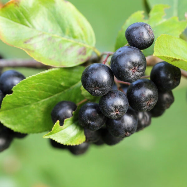 Aronia (surbær) - Virkning, anvendelse, dyrkning osv.